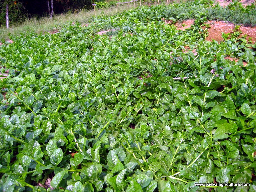 PADVAL AGRICULTURE AND FARM ENTERPRISES: Vegetable Farming